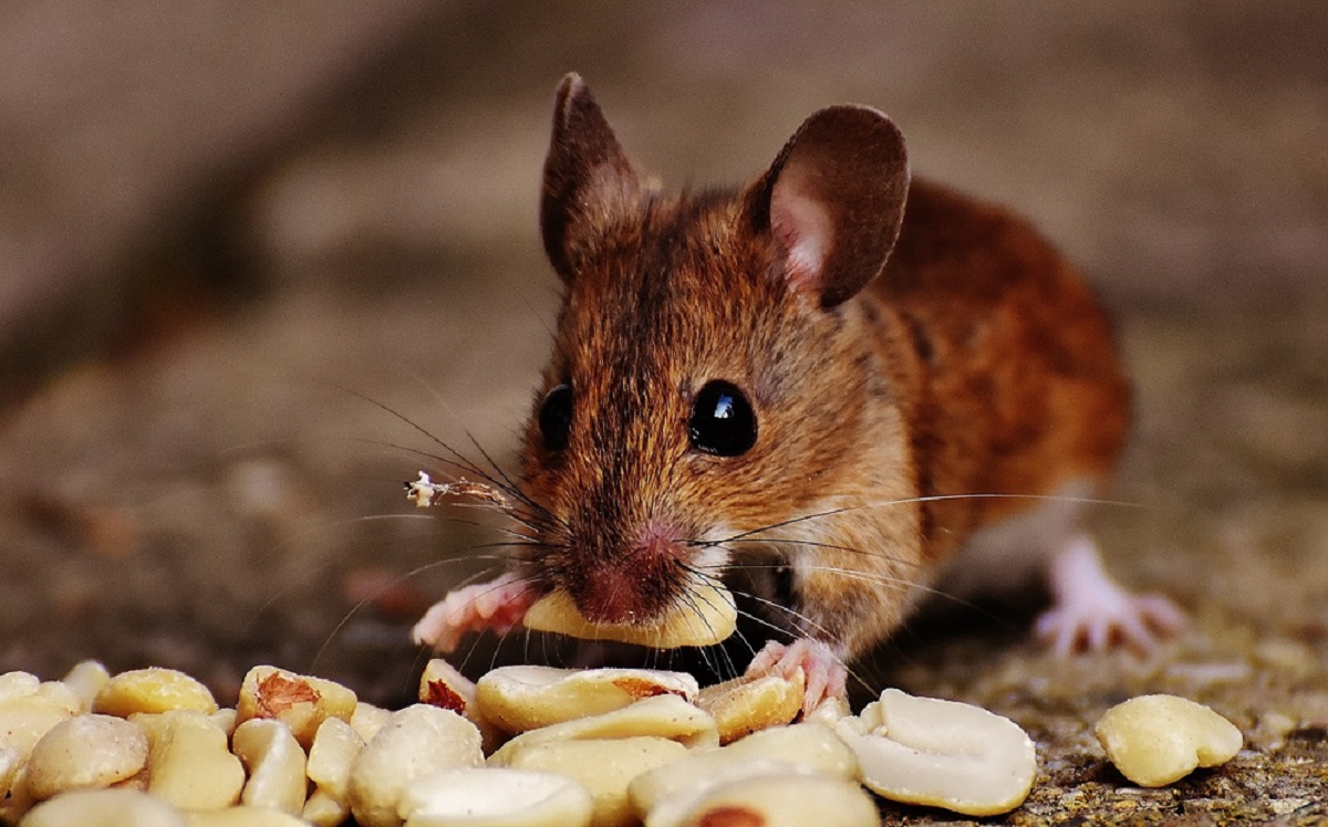 Bau Alaminya Tidak Disukai Tikus, Ini Dia 5 Jenis Bahan Dapur yang ...