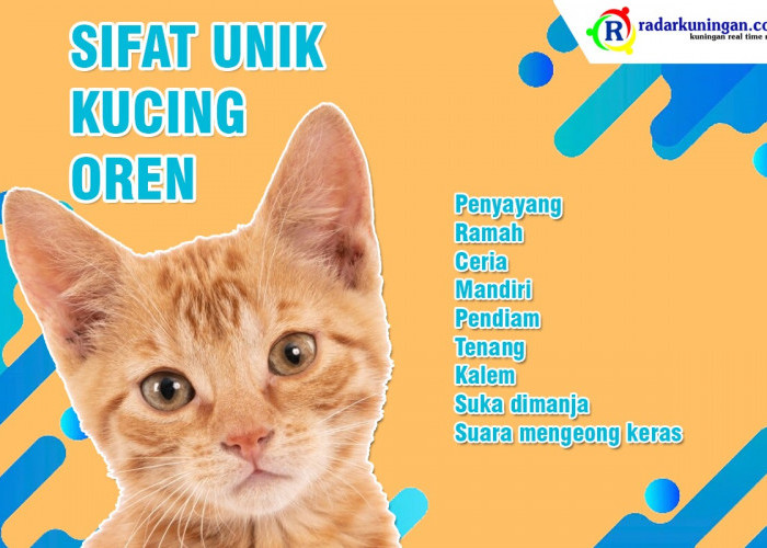 Ini Cara Kucing Menyapa Kita! Berikut 4 Arti dari Suara Kucing, yang ...