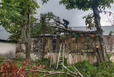 Film Live Action Lilo & Stitch akan Rilis Tahun 2025! Disney Tampilkan ...